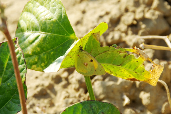 Dark Clouded Yellow (Πορτοκαλόχρους πιερίδα) | Project Noah