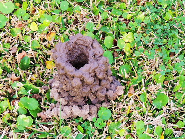 Crawdad hole | Project Noah