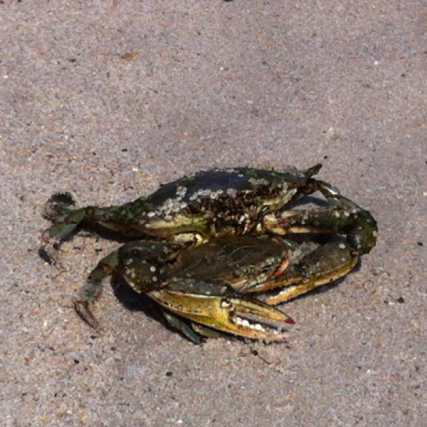 Atlantic Blue Crab | Project Noah
