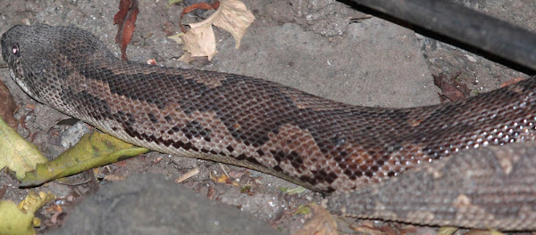 Common Indian Sand Boa | Project Noah