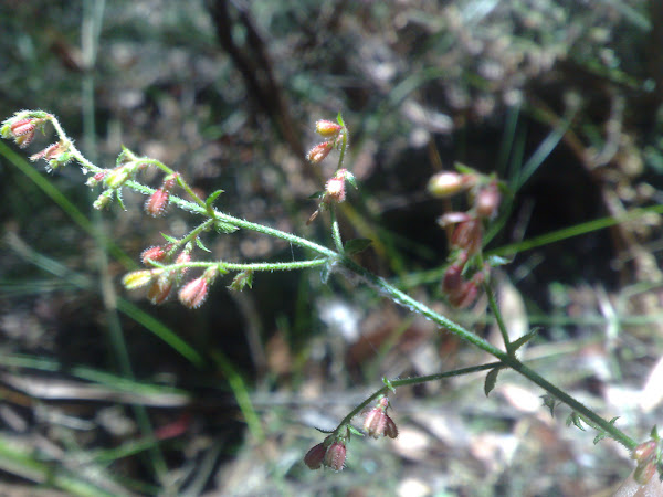 Gonocarpus | Project Noah