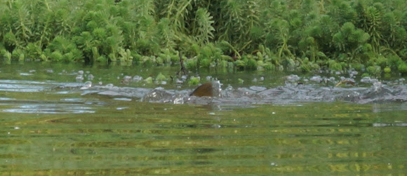 Common (German) Carp | Project Noah