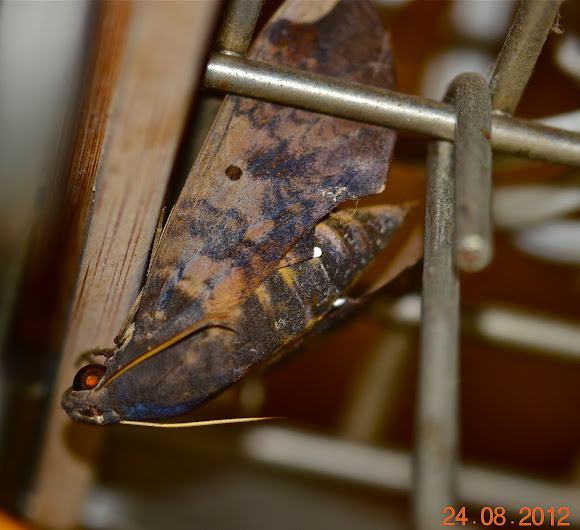 Fig Sphinx | Project Noah