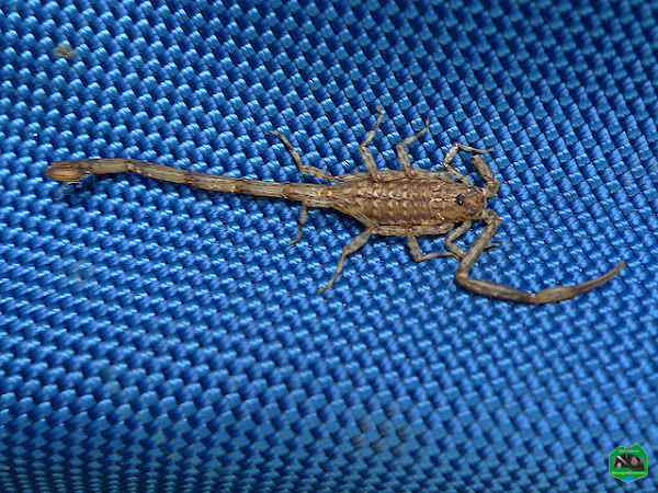 Spotted House Scorpion | Project Noah