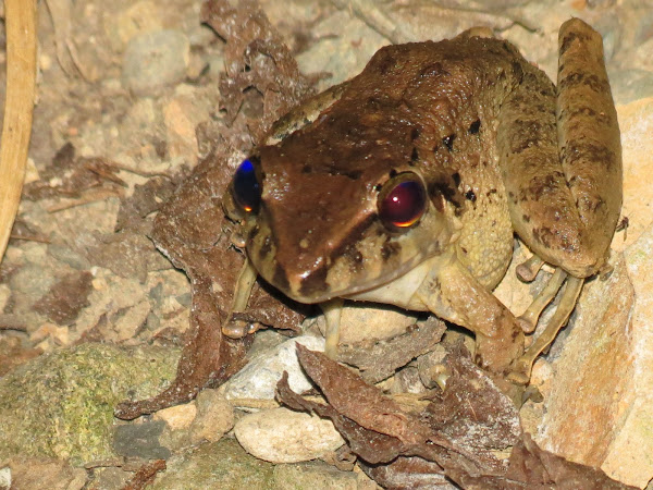 Smoky jungle frog | Project Noah