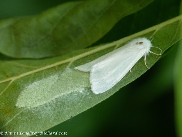 Fall webworm moth (female laying eggs) | Project Noah