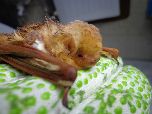 Eastern Red Bat | Project Noah