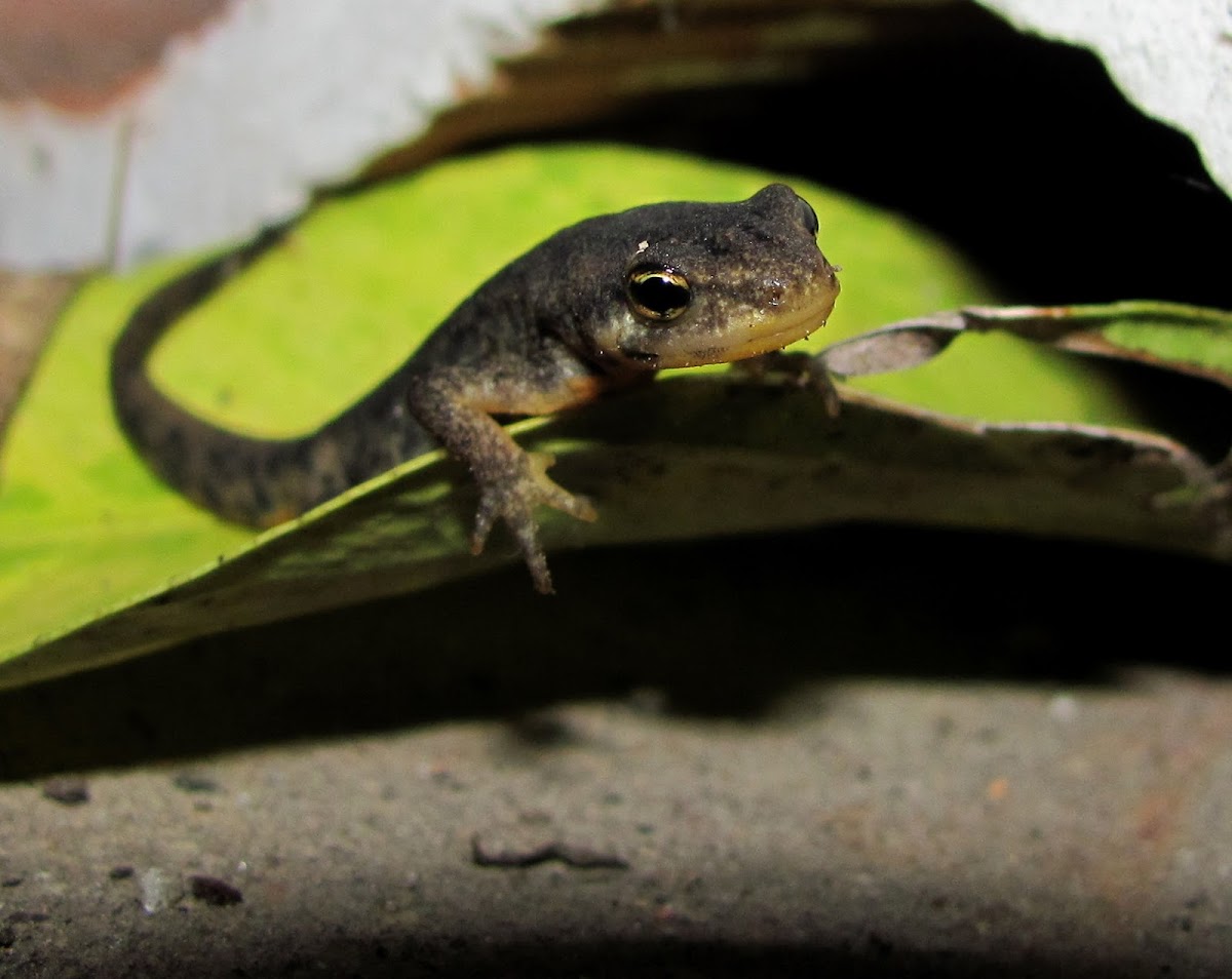 Iberian Ribbed Newt | Project Noah