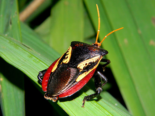giant shield bug | Project Noah