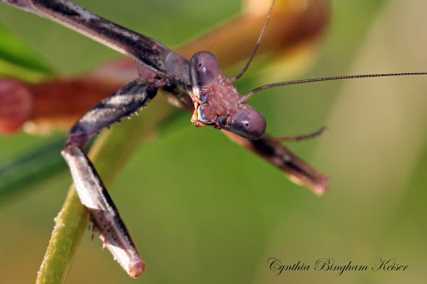 Mantid nymph | Project Noah