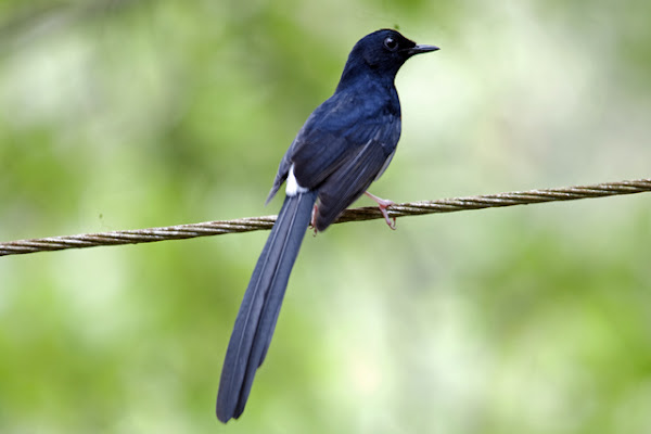 White-rumped Shama | Project Noah