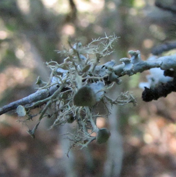 Lichen | Project Noah