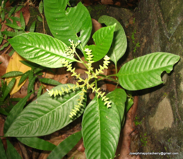 Mongoose Plant | Project Noah