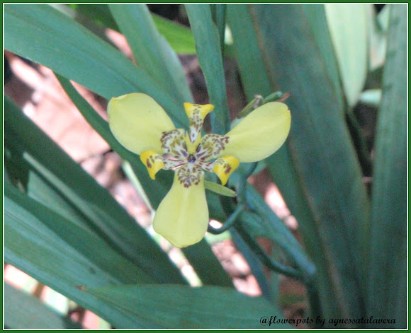 Yellow Walking Iris | Project Noah