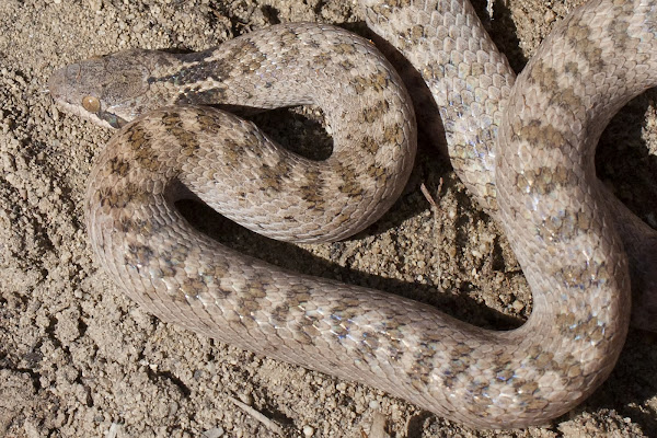 Night Snake | Project Noah