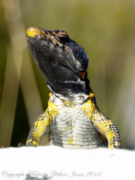 Crag Lizard | Project Noah