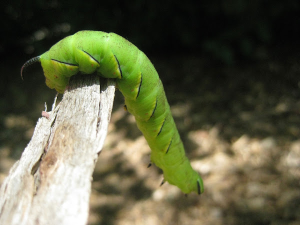 Laurel Sphinx | Project Noah