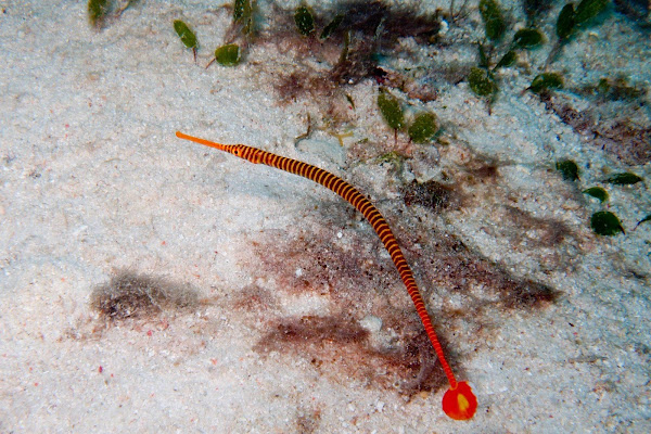 banded pipefish | Project Noah
