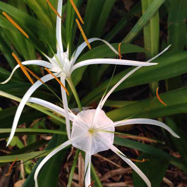 Spider Lily | Project Noah