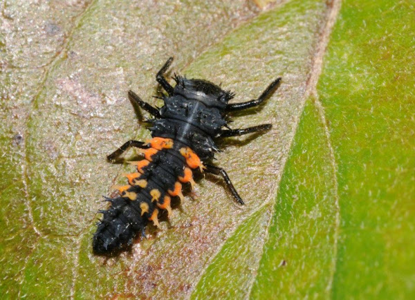 Multi-colored Asian lady beetle (larva) | Project Noah