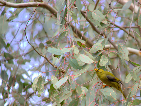 Bell miner bird (Bellbird) | Project Noah
