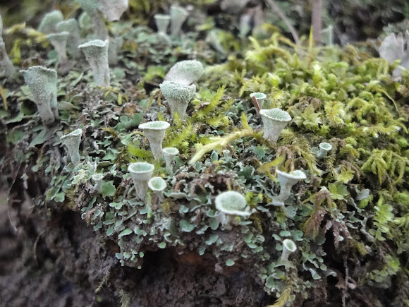 Pixie cup Lichen | Project Noah