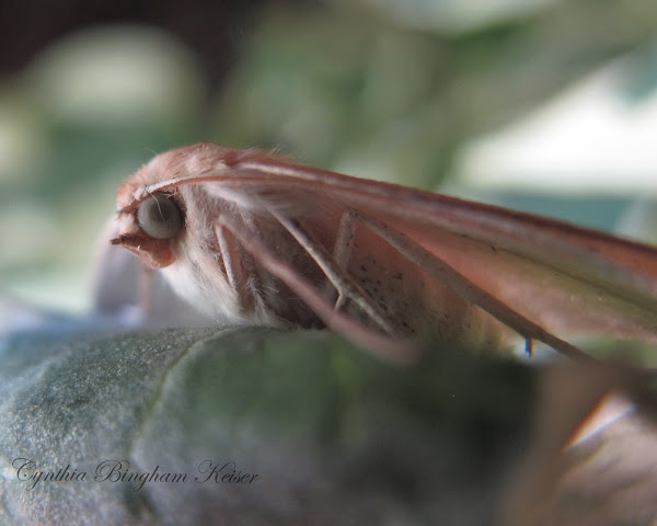 Omnivorous Looper | Project Noah