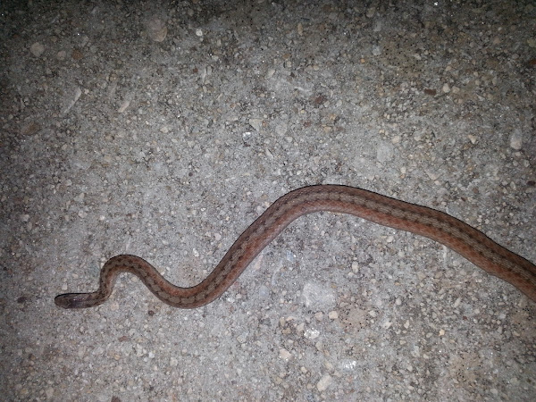 De Kay's Snake (Brown Snake) | Project Noah