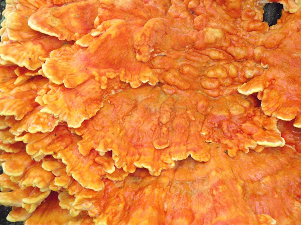 Sulphur Shelf | Project Noah