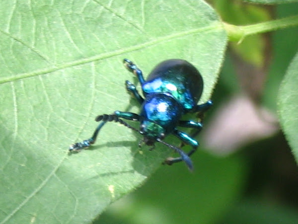 iridescent beetle | Project Noah
