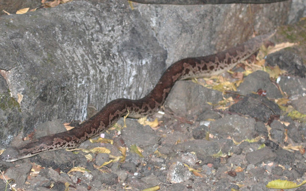Common Indian Sand Boa | Project Noah
