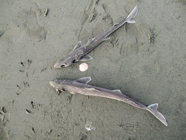 Spiny dogfish | Project Noah