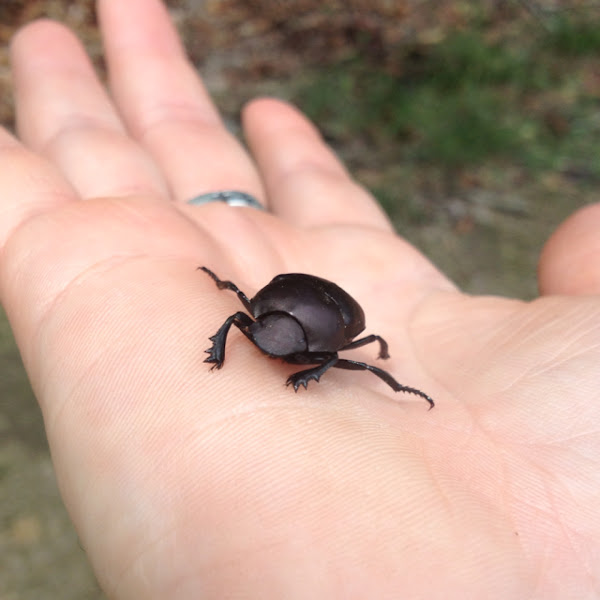 Tumblebug (dung beetle) | Project Noah
