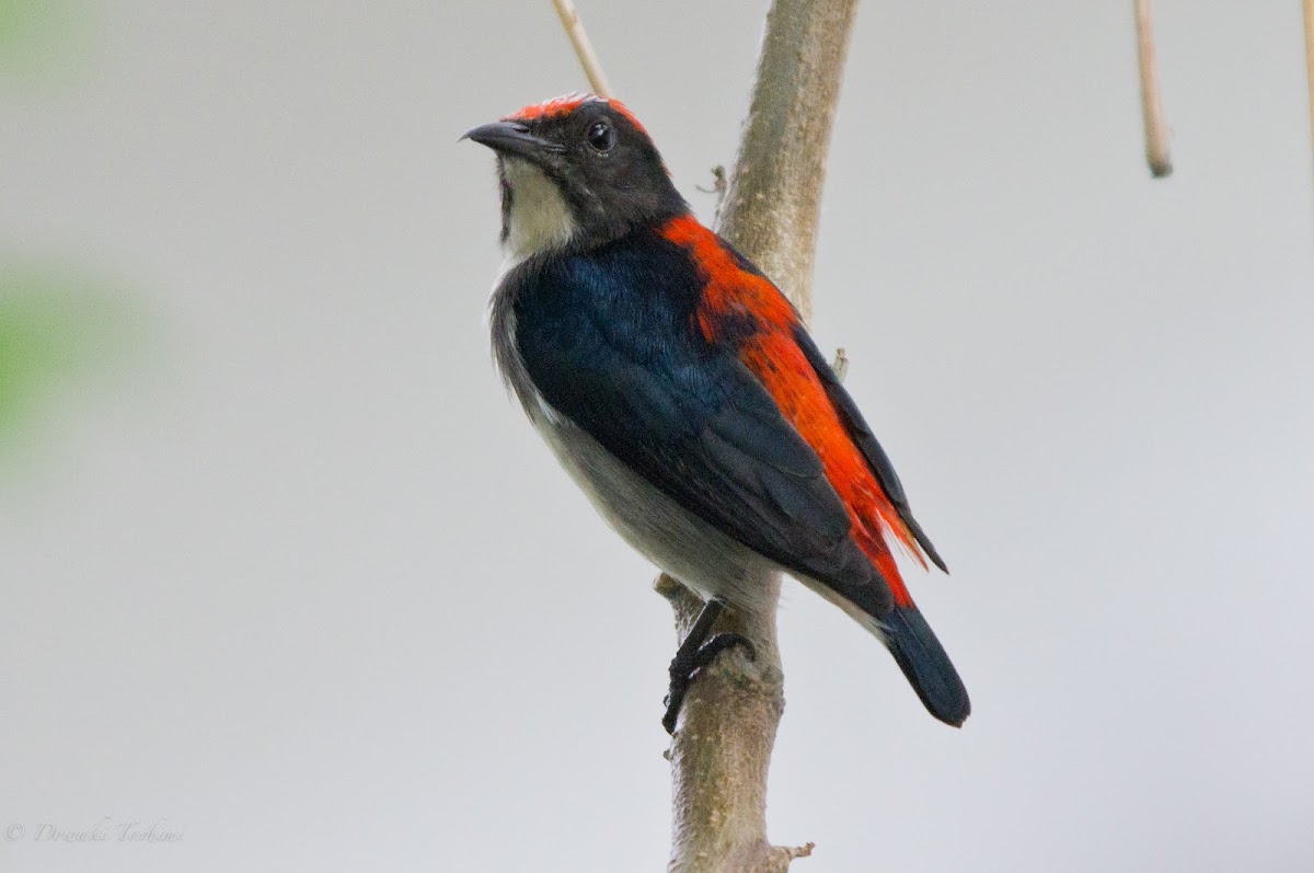 Scarlet-backed Flowerpecker | Project Noah