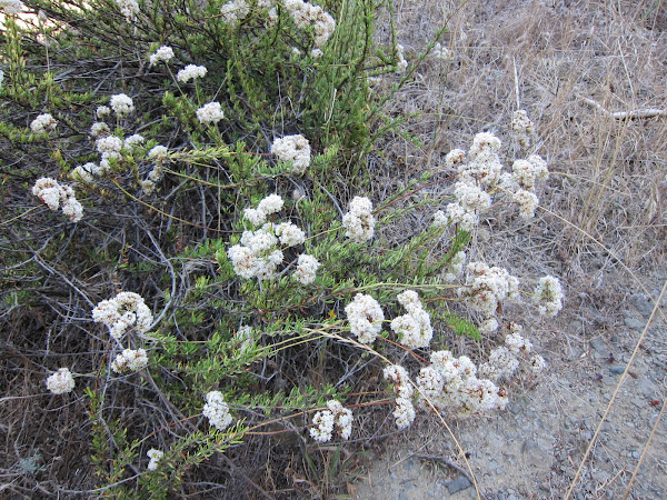 California Buckwheat | Project Noah