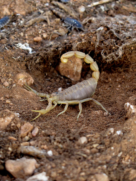 Common Yellow Scorpion | Project Noah