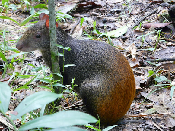 Red-rumped Agouti | Project Noah