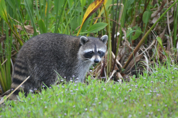 North American Raccoon | Project Noah