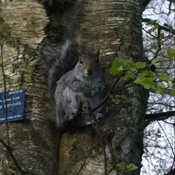 Grey Squirrel | Project Noah