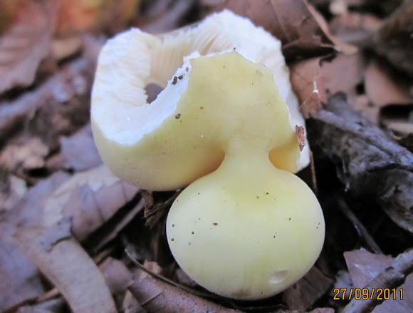 Yellow-Gilled Russula (fused/mutated) | Project Noah