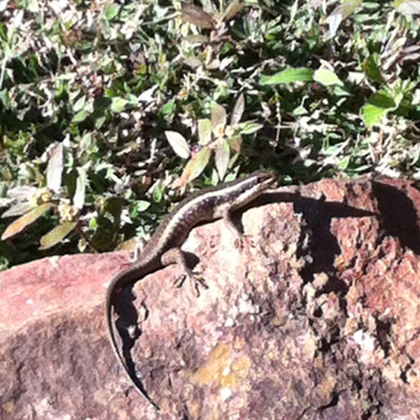 Grass Skink | Project Noah