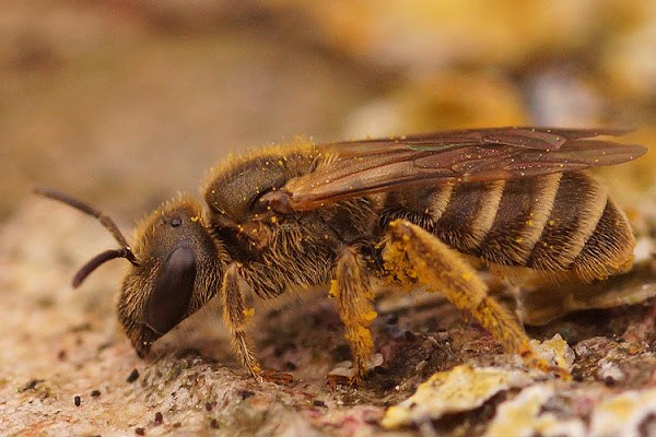 Halictus tumulorum | Project Noah