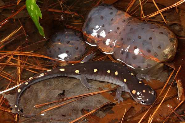 Spotted Salamander | Project Noah