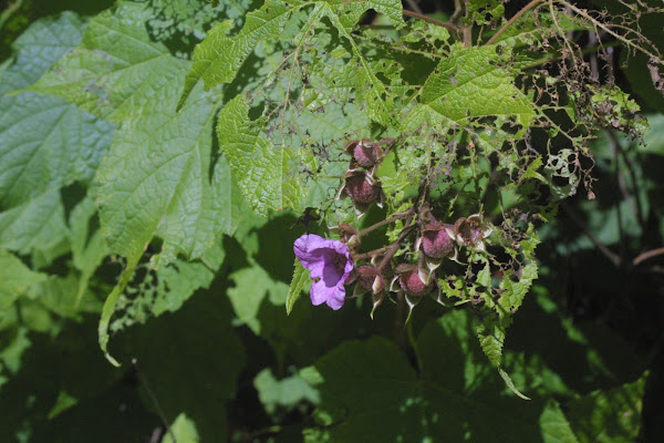 Purple-flowering Raspberry | Project Noah
