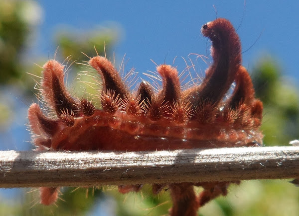 Monkey Slug or Hag Moth Caterpillar | Project Noah
