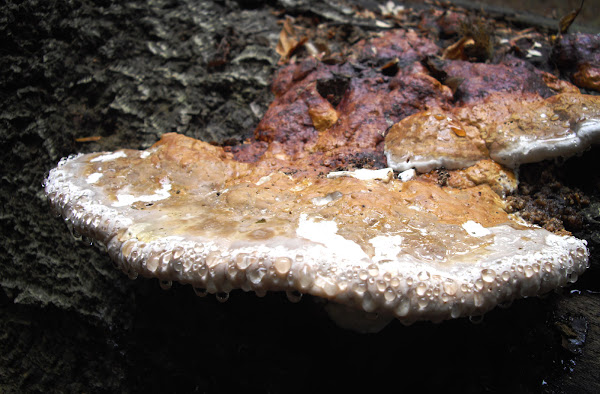 Red Banded Polypore | Project Noah