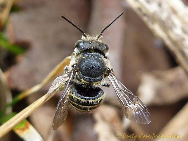 African Carder bee | Project Noah