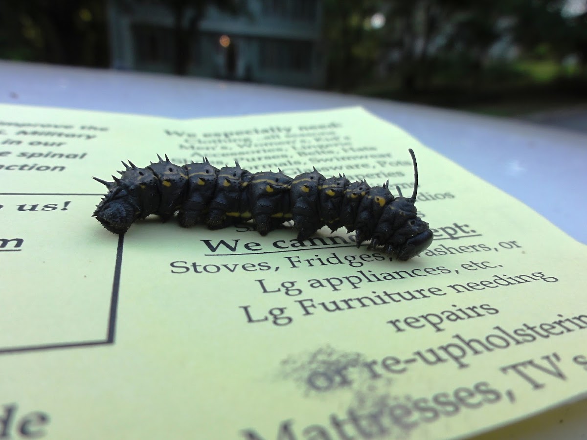 Yellowstriped Oakworm | Project Noah