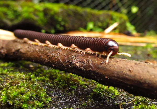 1000 pies | Project Noah