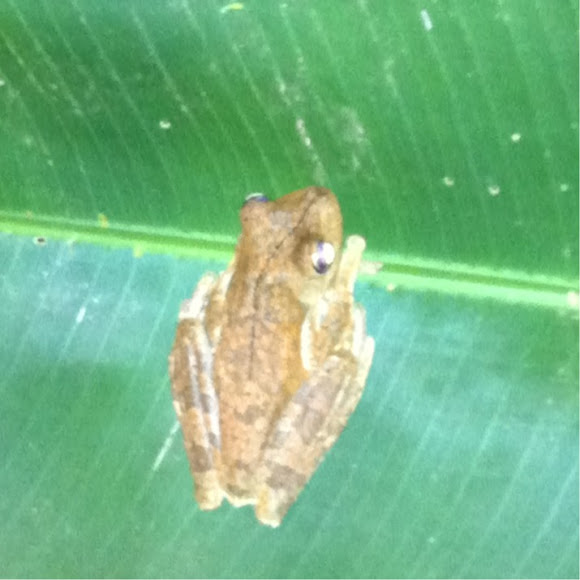 Gladiator Frog | Project Noah